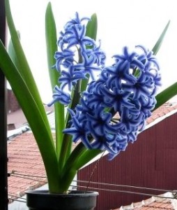 Sümbül, Hyacinthus | AZbitki