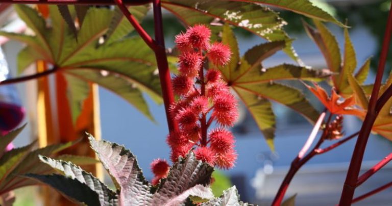 Zehirli bitkiler | AZbitki