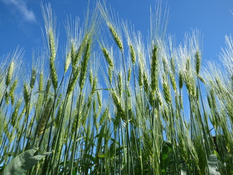 Buğday, Triticum | AZbitki