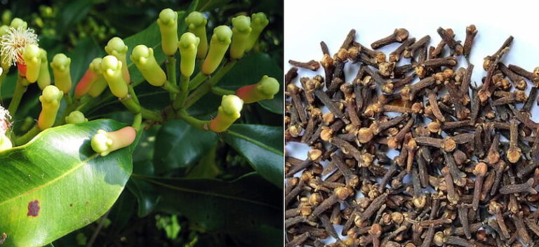 Baharat karanfil ağacı Syzygium aromaticum | AZbitki